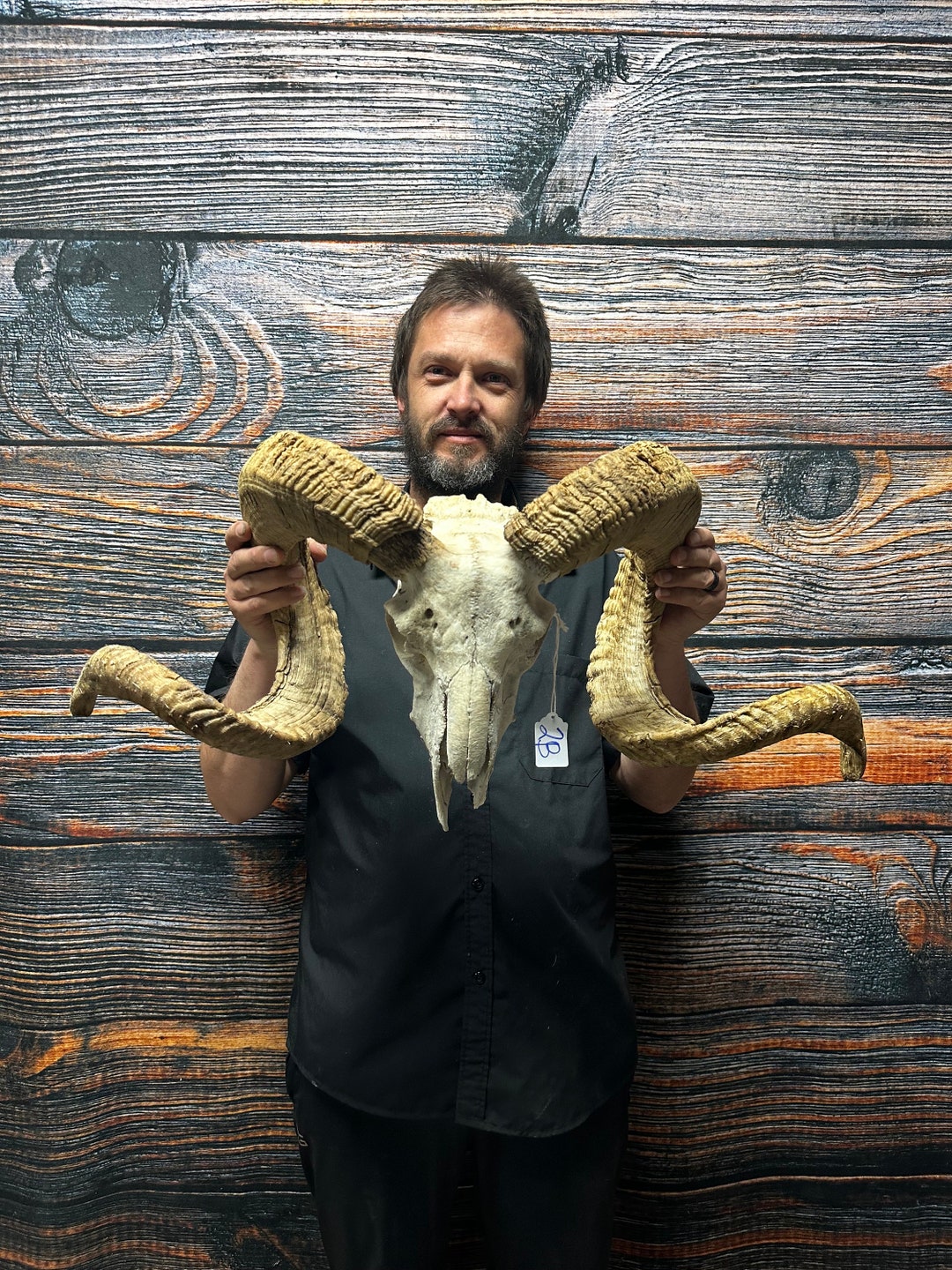 Real Ram Skull Head Sheep With Big Horns Western Decoration Man Cave ...