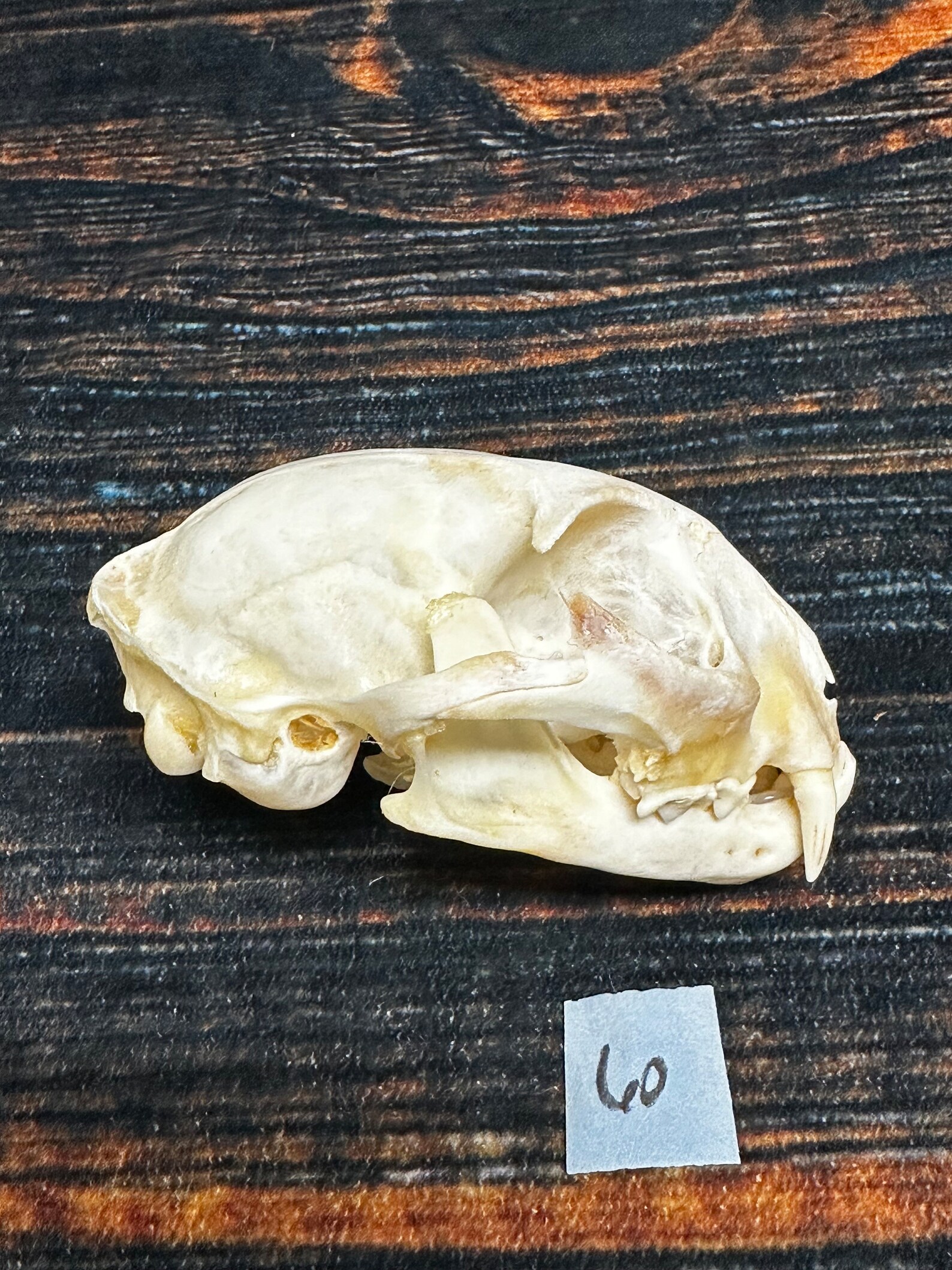 Real XL American Bobcat Skull Animal Mount Christmas Gifts Man Cave ...