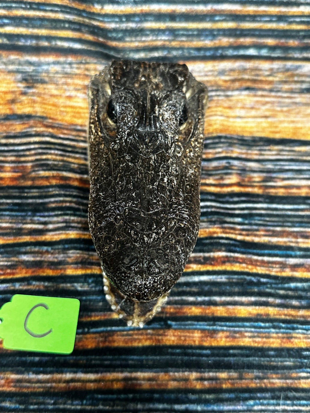 Real Alligator Head Taxidermy Mount Man Cave Western Cabin Decor Craft ...