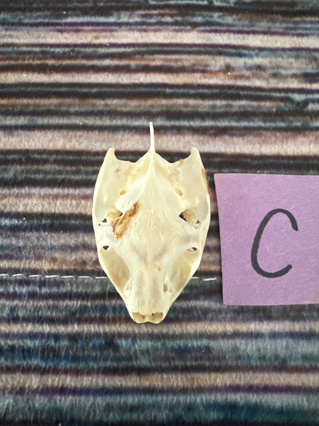 REAL Farm Raised Painted Turtle Skull Head Reptile Taxidermy Mount Art ...