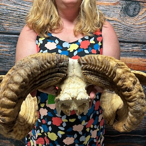 Real Ram Skull Head Sheep With Big Horns Western Decoration Man Cave ...