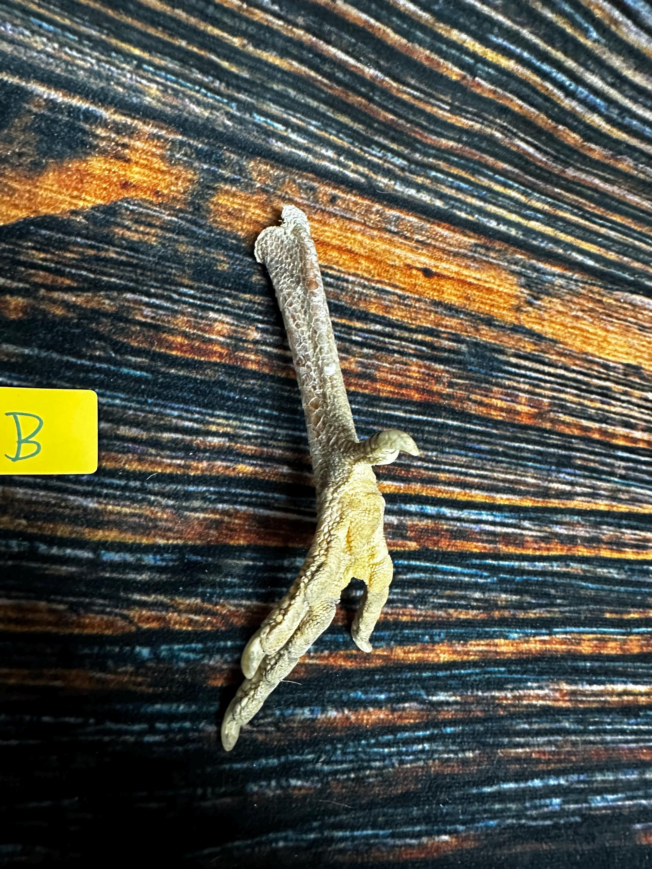 Real Wild Turkey Foot Taxidermy Mount Art Feet Voodoo Unique Christmas ...