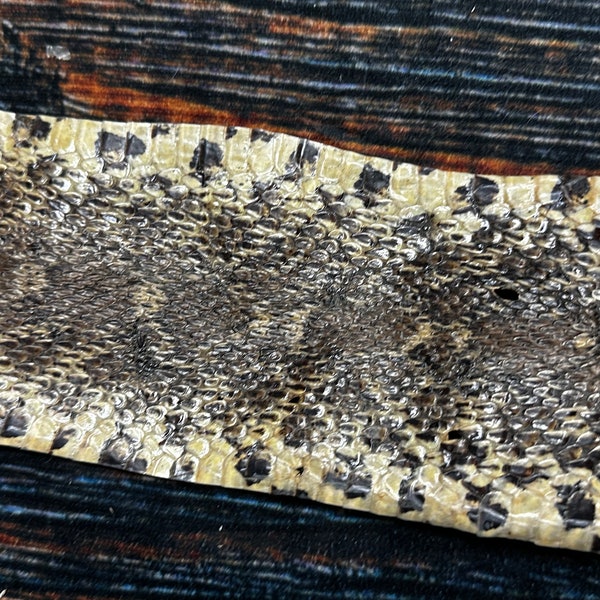 Real Snake Skin - Etsy