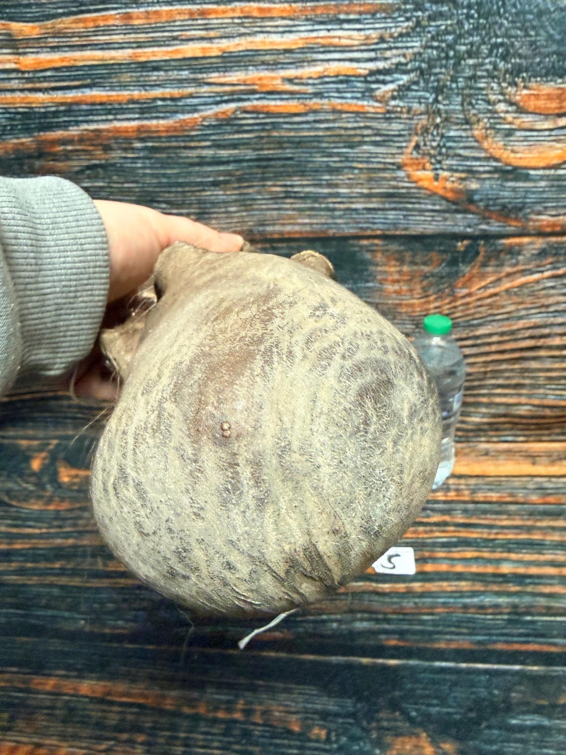 Buffalo Scrotum Real Bison Ball Bag Oddity Nutsack Gag Gift Winter Bag ...