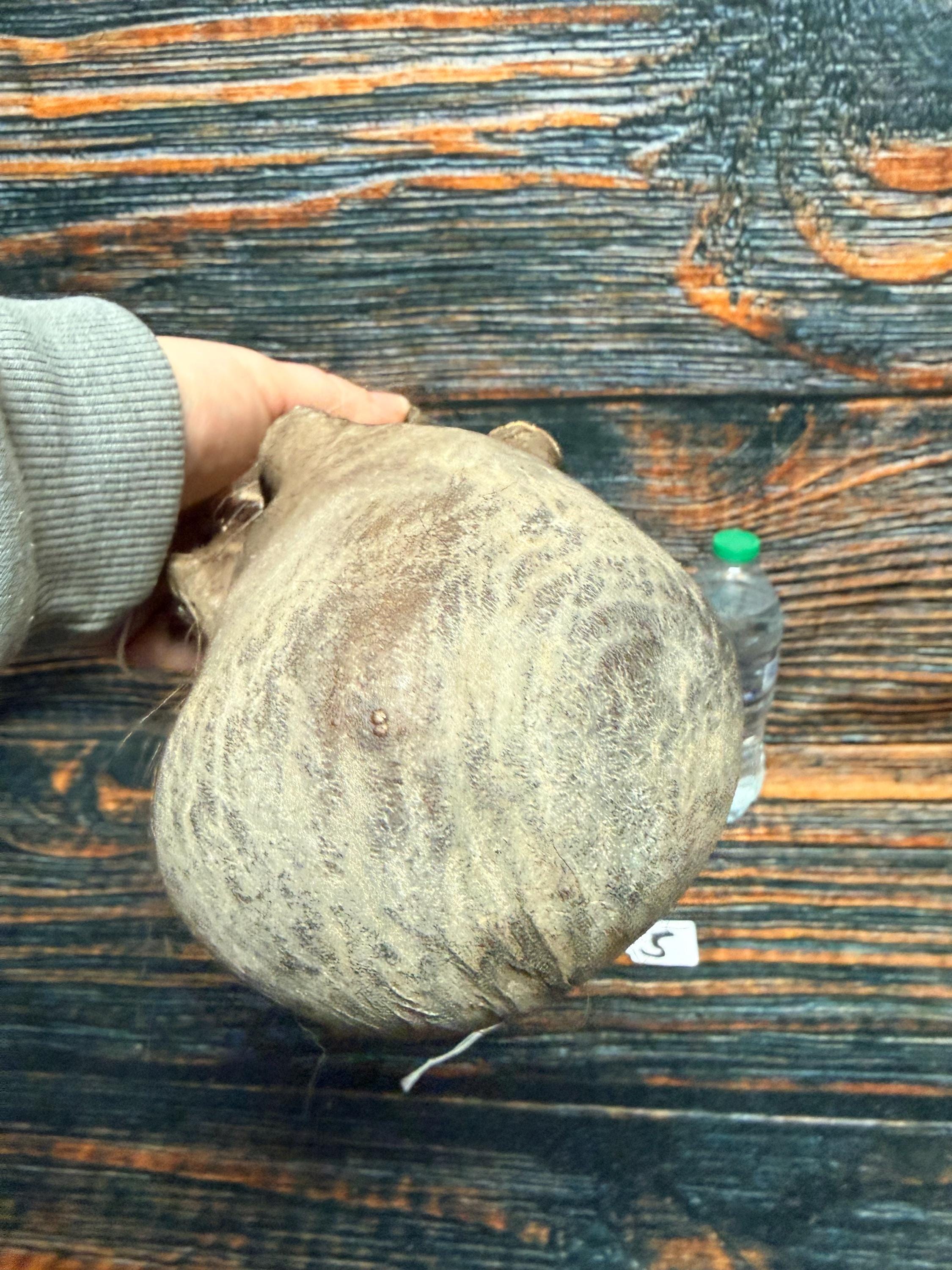 Buffalo Scrotum Real Bison Ball Bag Oddity Nutsack Gag Gift Winter Bag ...