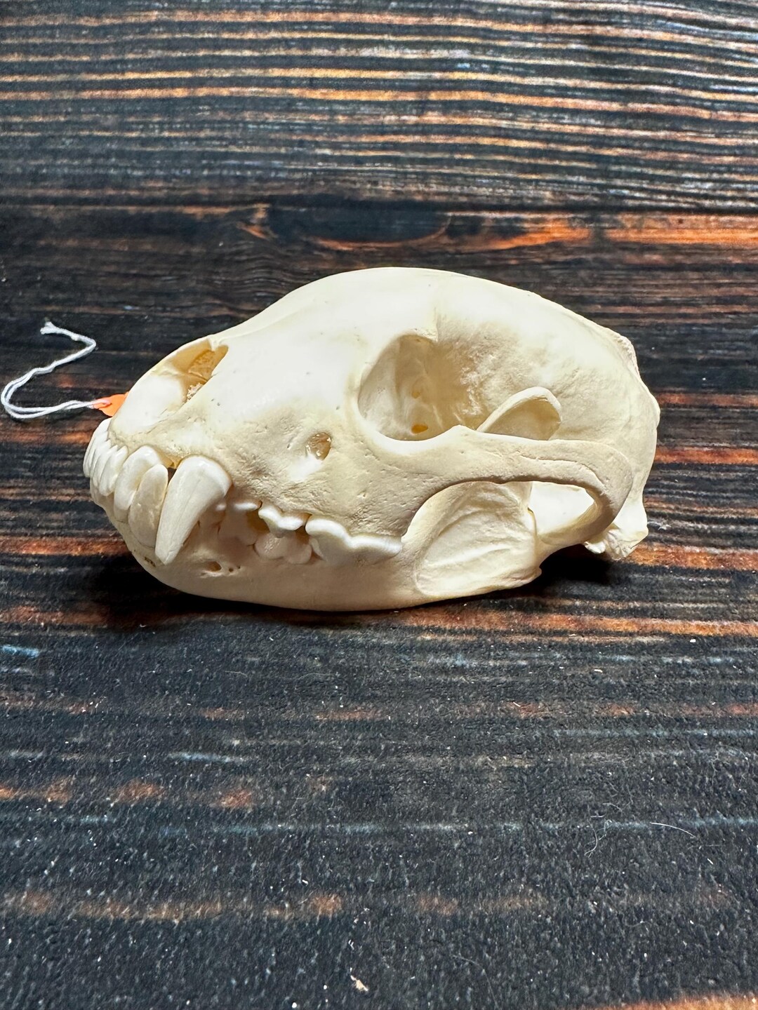 Real XL Wolverine Skull Bone Animal Mount Man Cave Cabin Decor Art ...