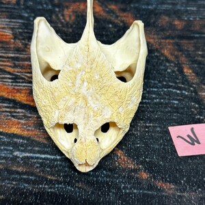 REAL Farm Raised Snapping Turtle Skull Head Reptile Taxidermy Mount Art ...