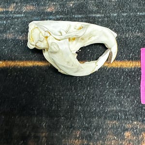 Real XL Pocket Gopher Skull Animal Mount Unique Birthday Gift Art ...