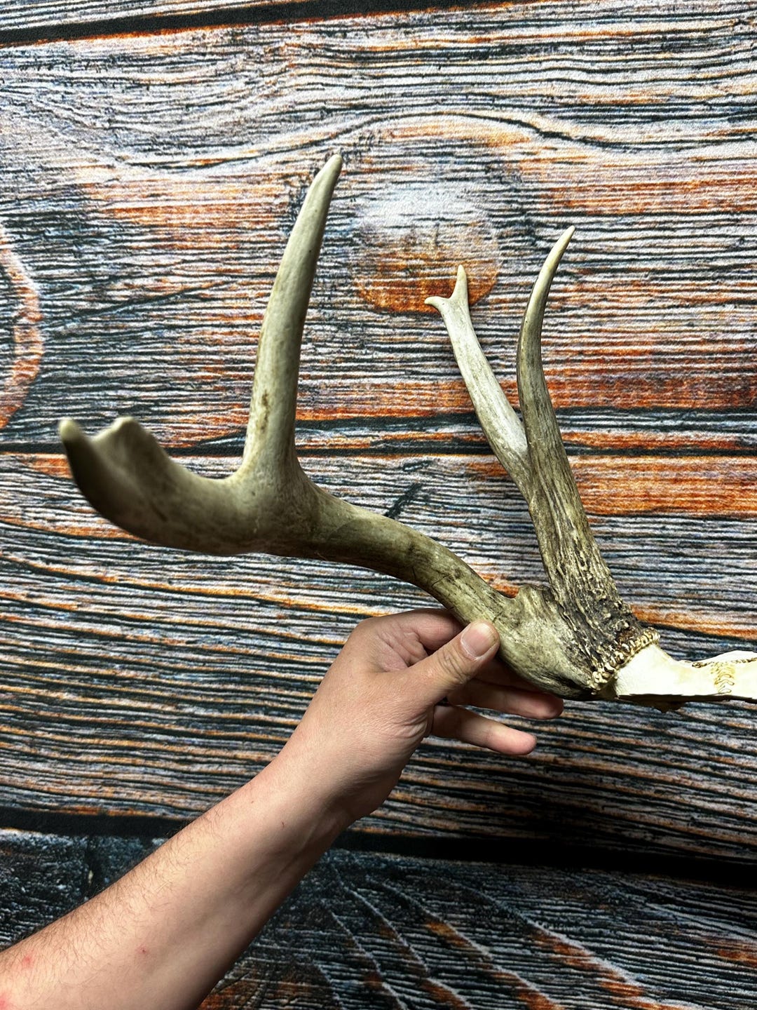 Trophy Freak Wild 9 Point Whitetail Deer Rack Odd Antler Rare Mount ...