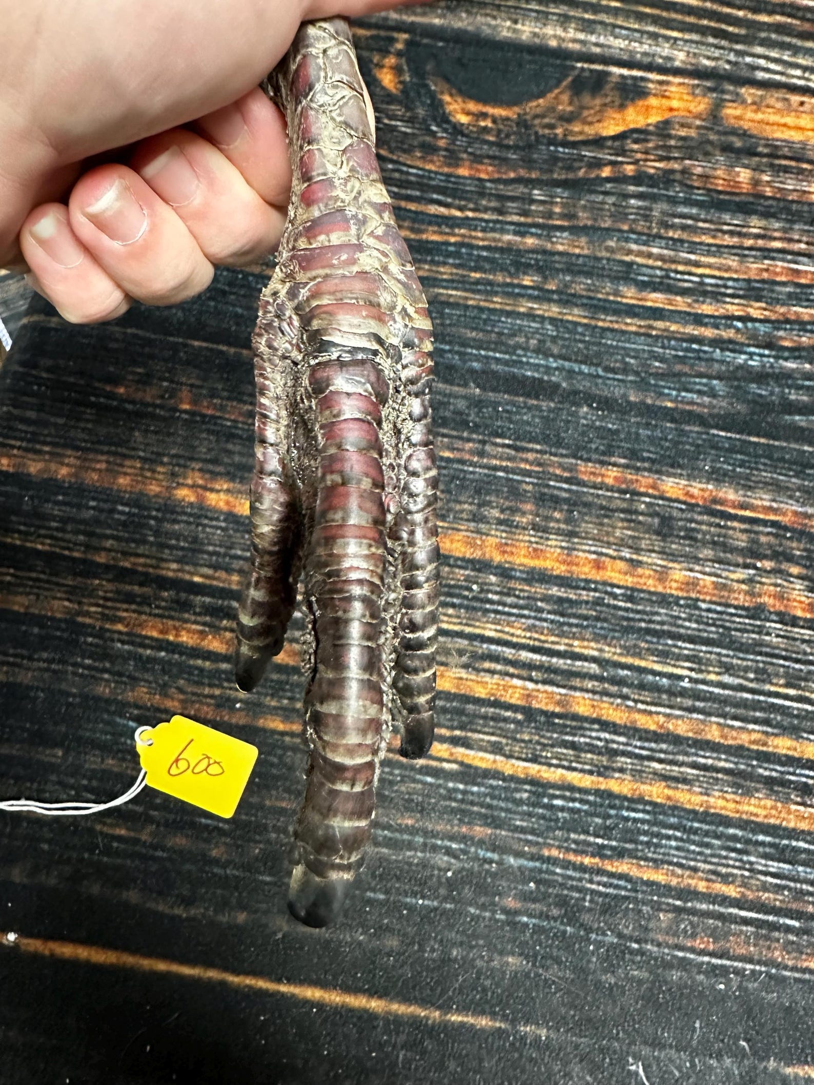Real Wild Turkey Foot Taxidermy Mount Art Feet Voodoo Unique Christmas ...