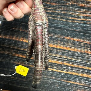 Real Wild Turkey Foot Taxidermy Mount Art Feet Voodoo Unique Christmas ...