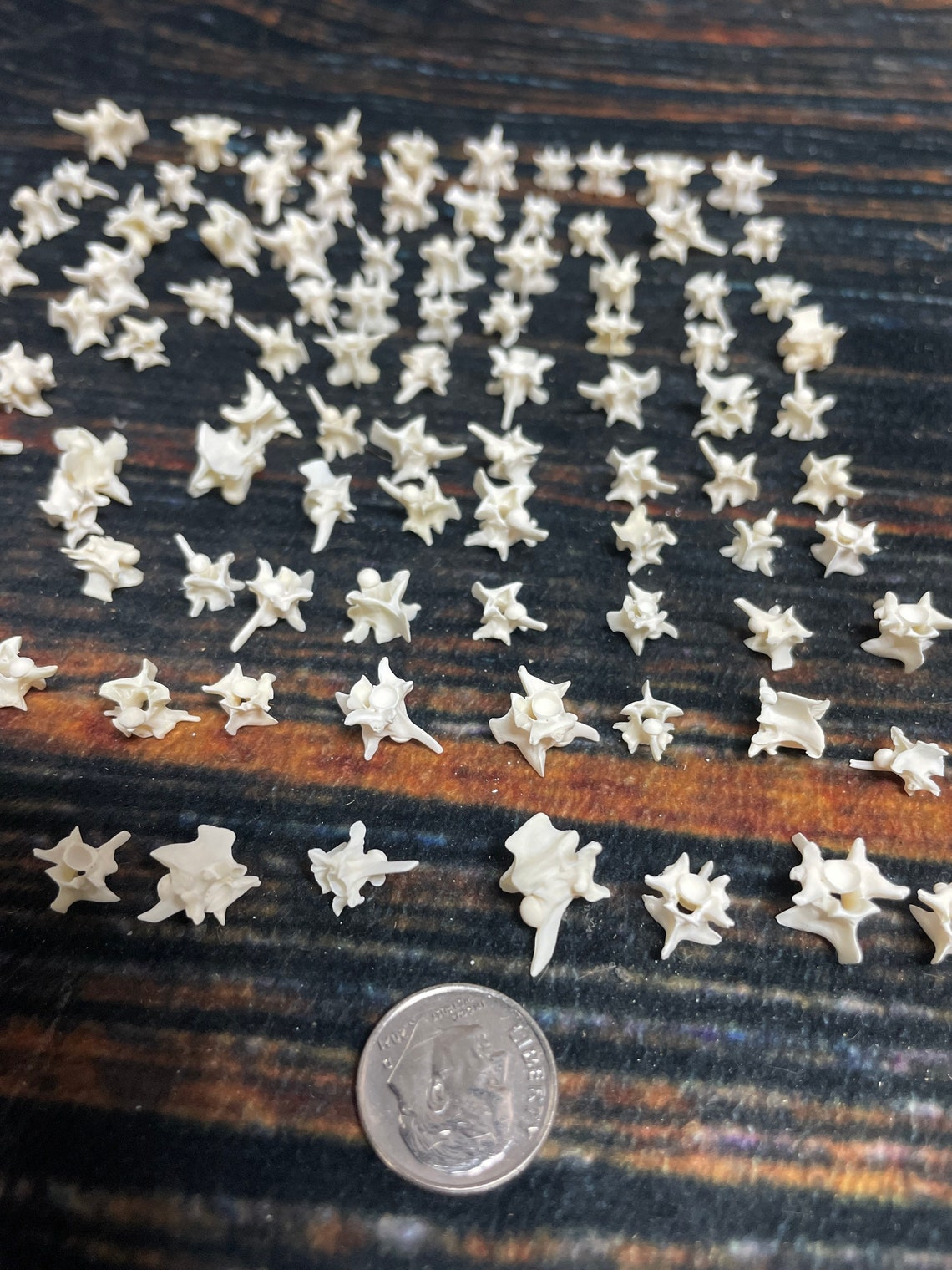 100 Real Rattlesnake Vertebrae Vertebrea Bone Gothic Voodoo - Etsy