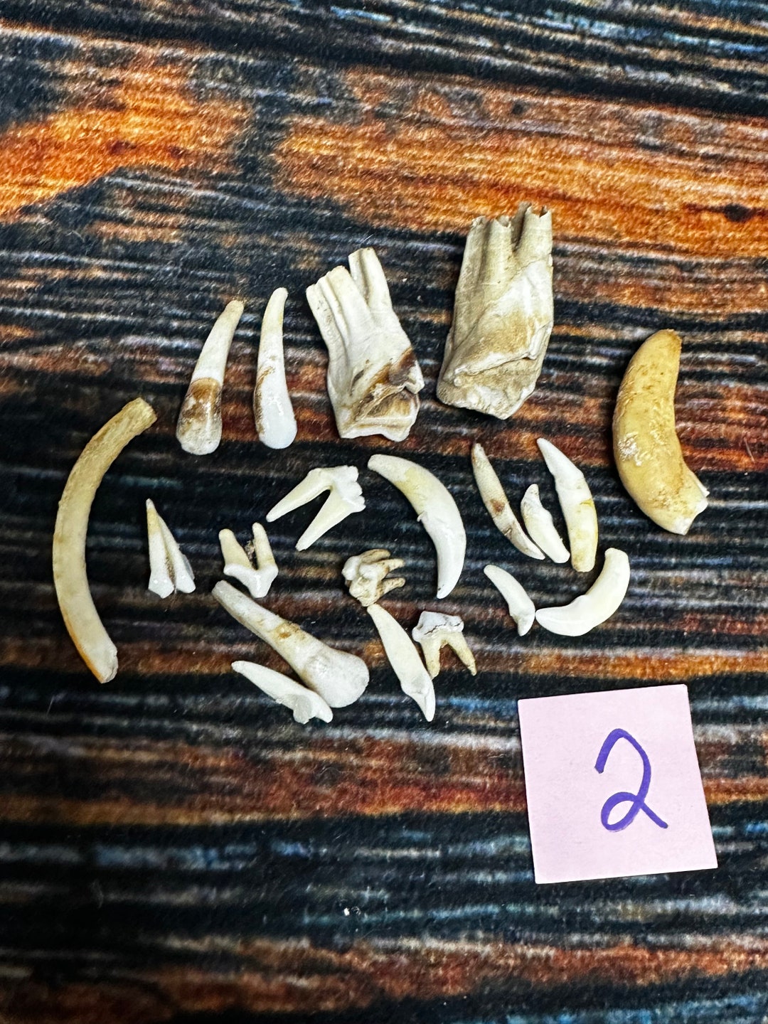 Mixed Lot of Loose Animal Teeth Small Bone Art Craft Supply Jewelry ...