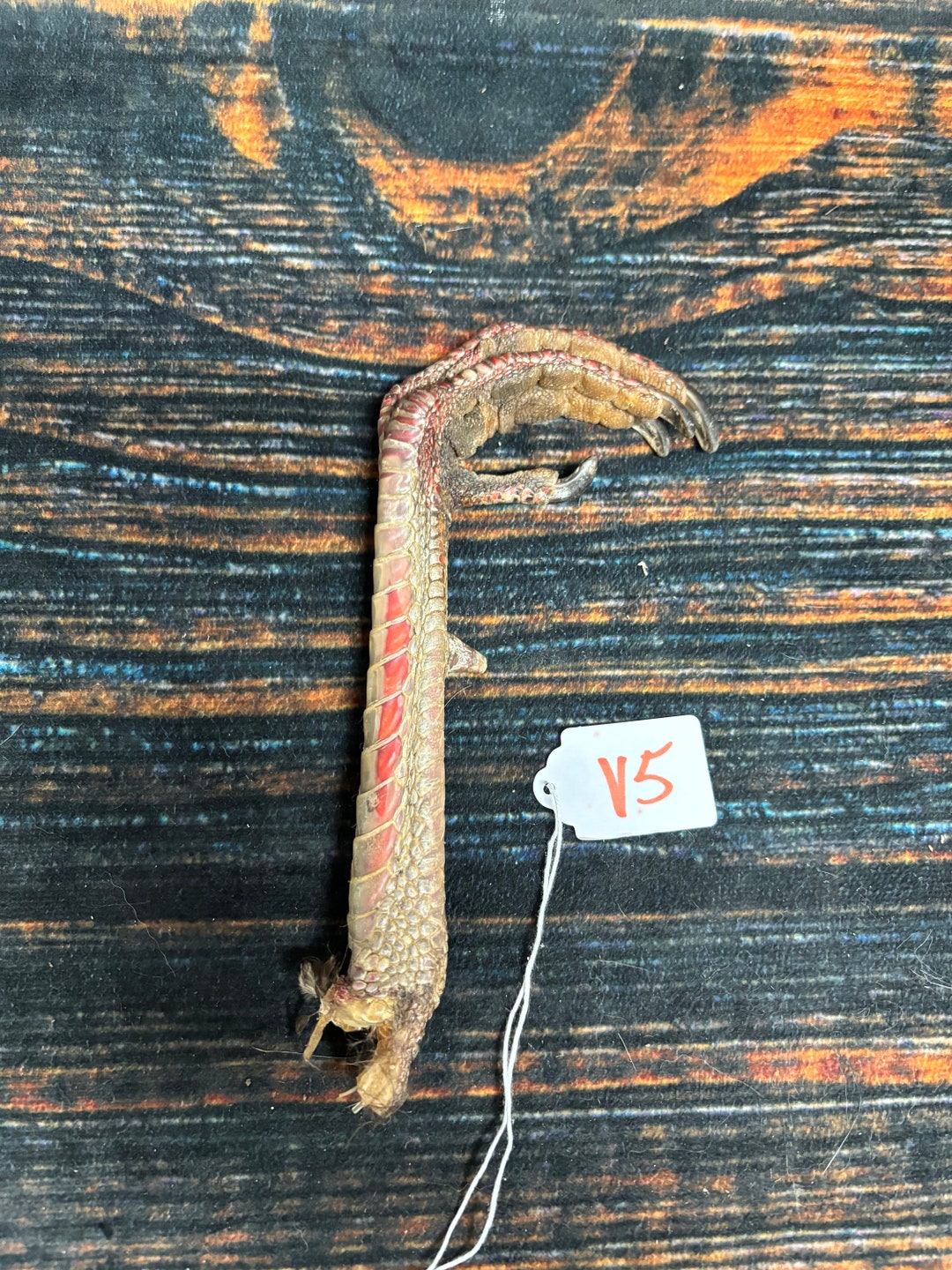 Real Wild Turkey Foot Taxidermy Mount Art Feet Voodoo Unique Christmas ...