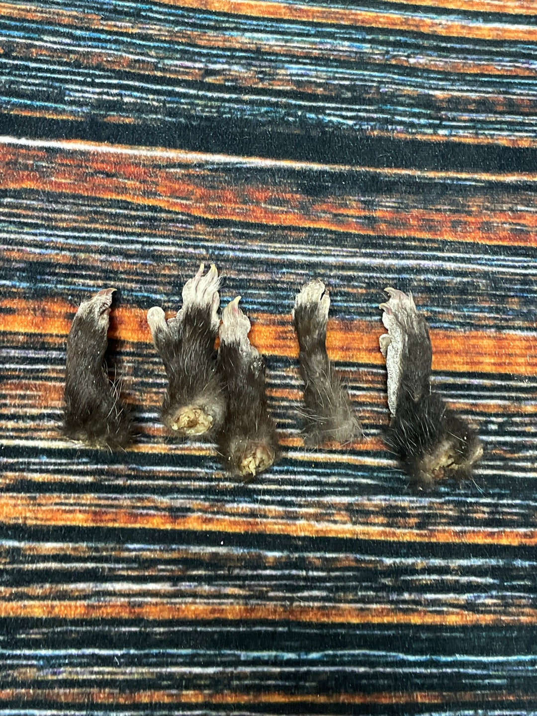 5 Real Opossum Feet Cured Taxidermy Mount Repair Witchcraft Voodoo ...