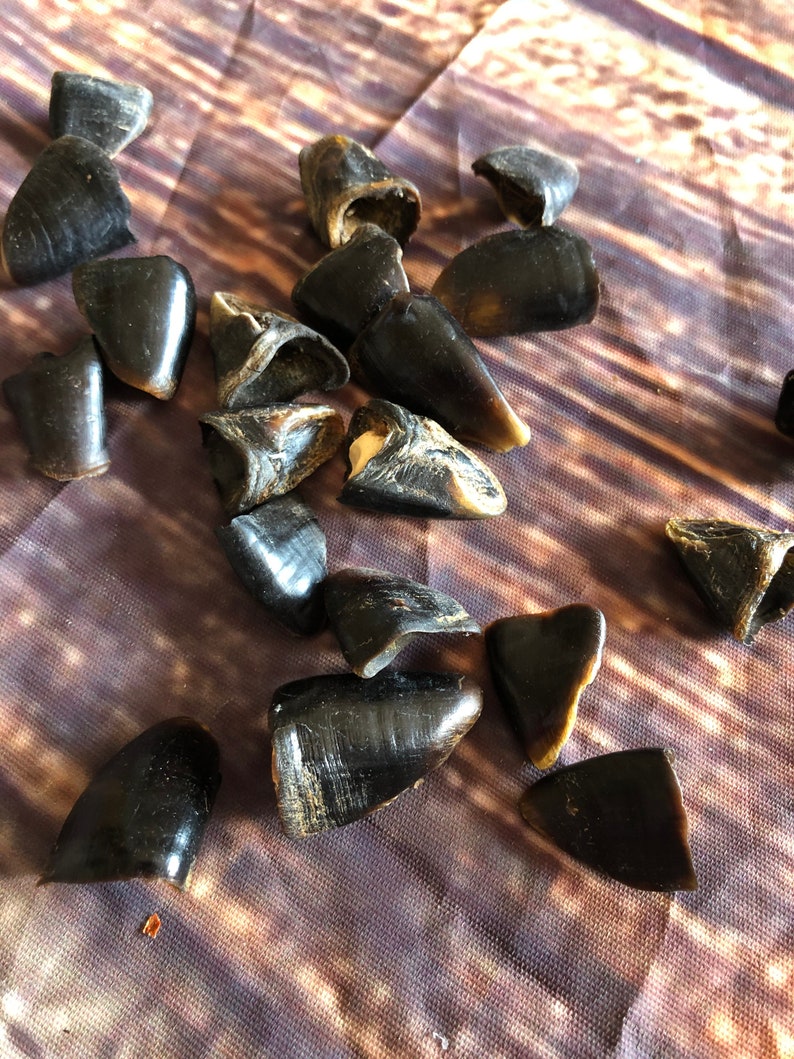 20 Real Deer Dew Claws Hooves Foot Native American Beads Art Craft ...