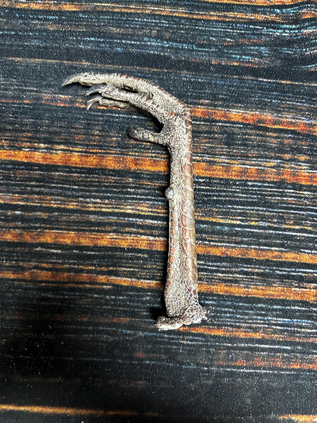 Real Wild Turkey Foot Taxidermy Mount Art Feet Voodoo Unique Christmas ...