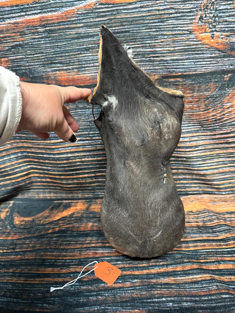 XXXL BULL Scrotum Oddities HUGE Ball Bag Unique Gift Odd Nut Sack Black ...