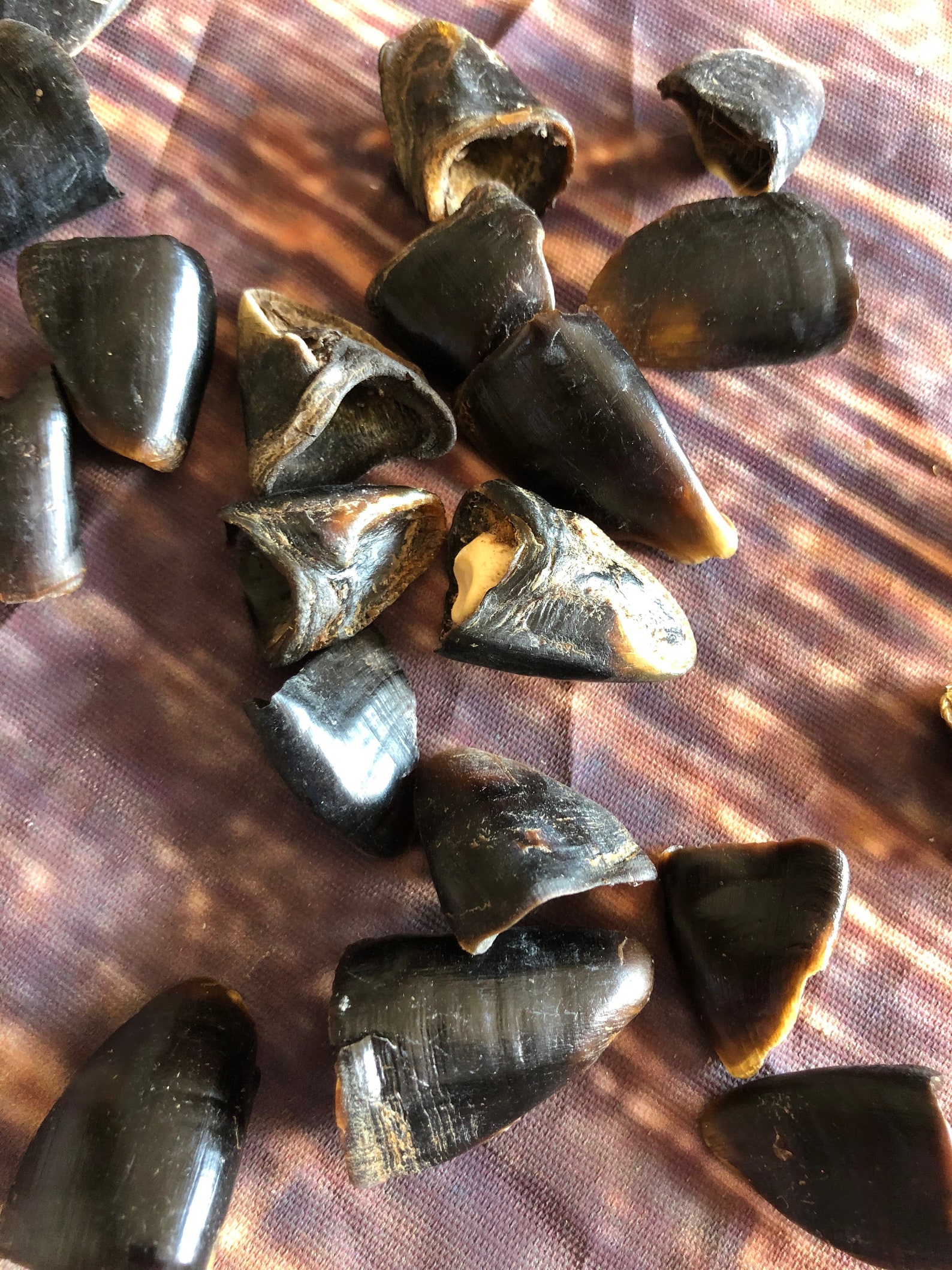 20 Real Deer Dew Claws Hooves Foot Native American Beads Art Craft ...