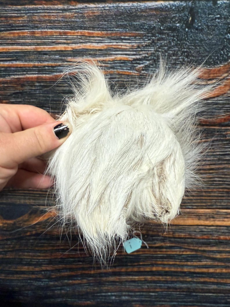 Whitetail Deer Scrotum Real Bison Ball Bag Oddity Nutsack Gag Gift ...