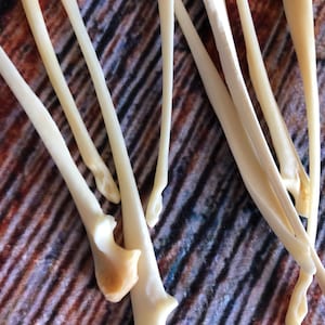 10 Real Red Fox Leg Bones Art Craft Supply Jewelry Earring Gothic ...