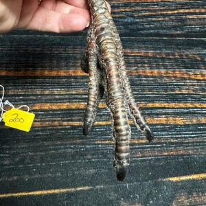 Real Wild Turkey Foot Taxidermy Mount Art Feet Voodoo Unique Christmas ...