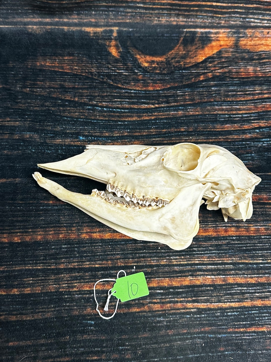 Real Female Doe Skull Deer Animal Mount Unique Christmas Gift Art ...