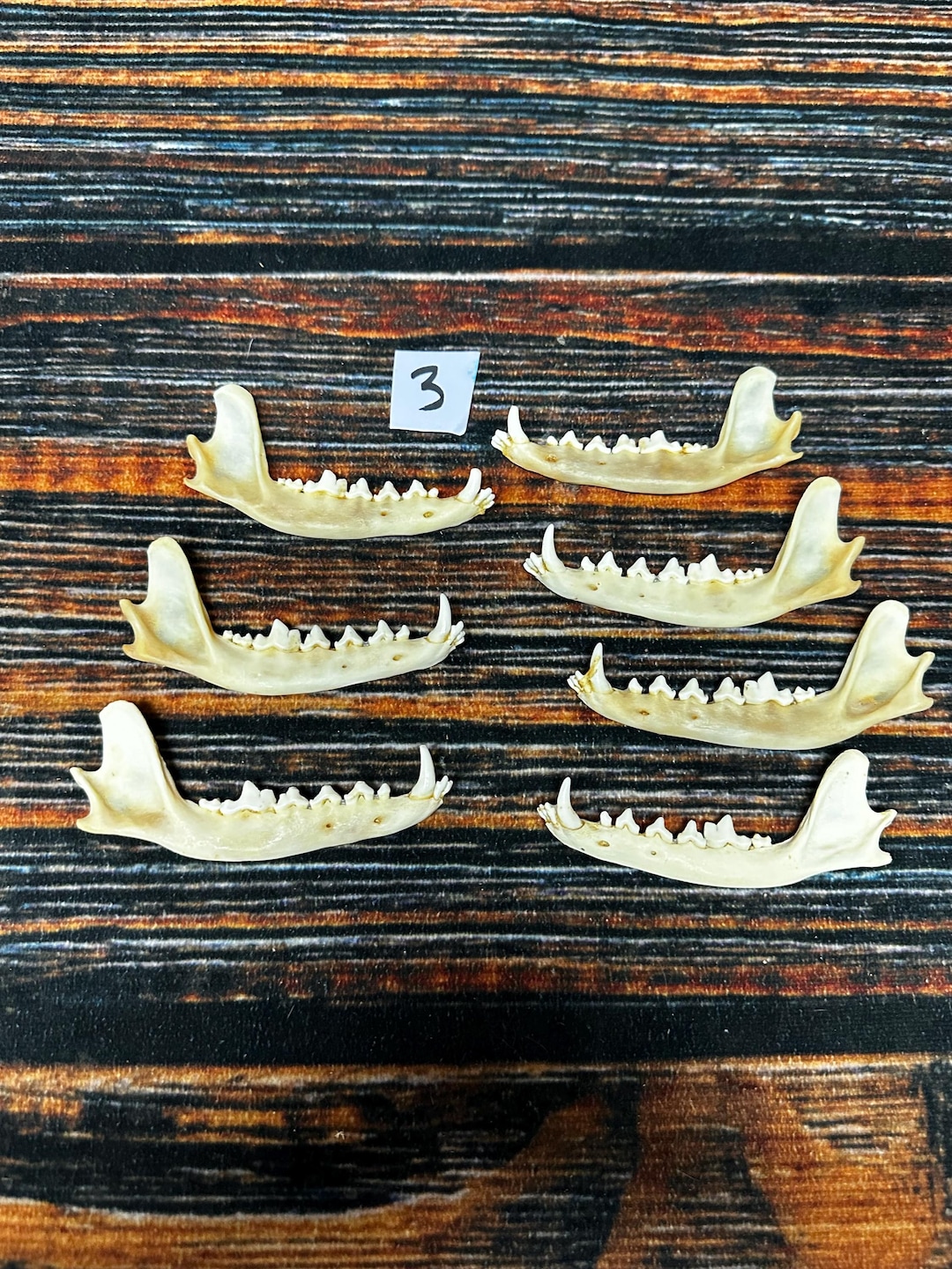 7 Real Red Fox Jaws KNIFE Handle Craft Art Supply Mountain Man Bone ...