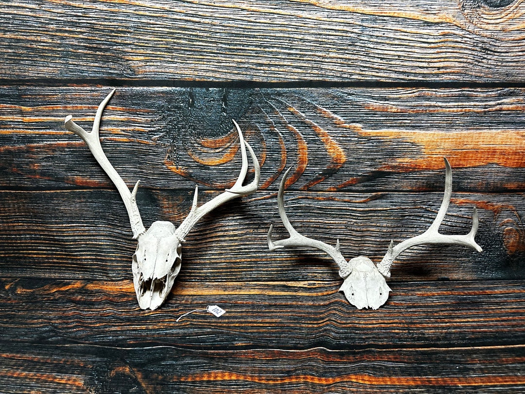 2 Wild Whitetail Mule Deer Racks Antler Horn Head Unique Christmas Gift ...