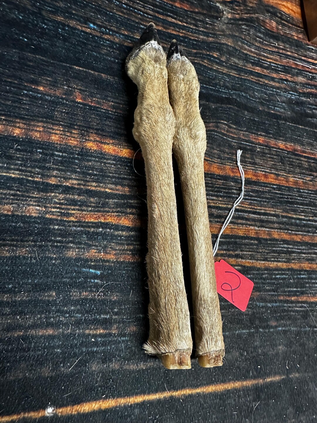 2 Antelope Feet Cured Knife Cane Handle Gun Rack Witch Craft Animal ...