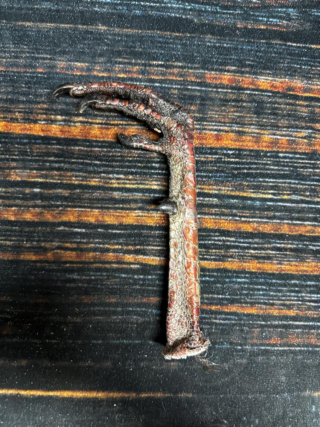 Real Wild Turkey Foot Taxidermy Mount Art Feet Voodoo Unique Christmas ...