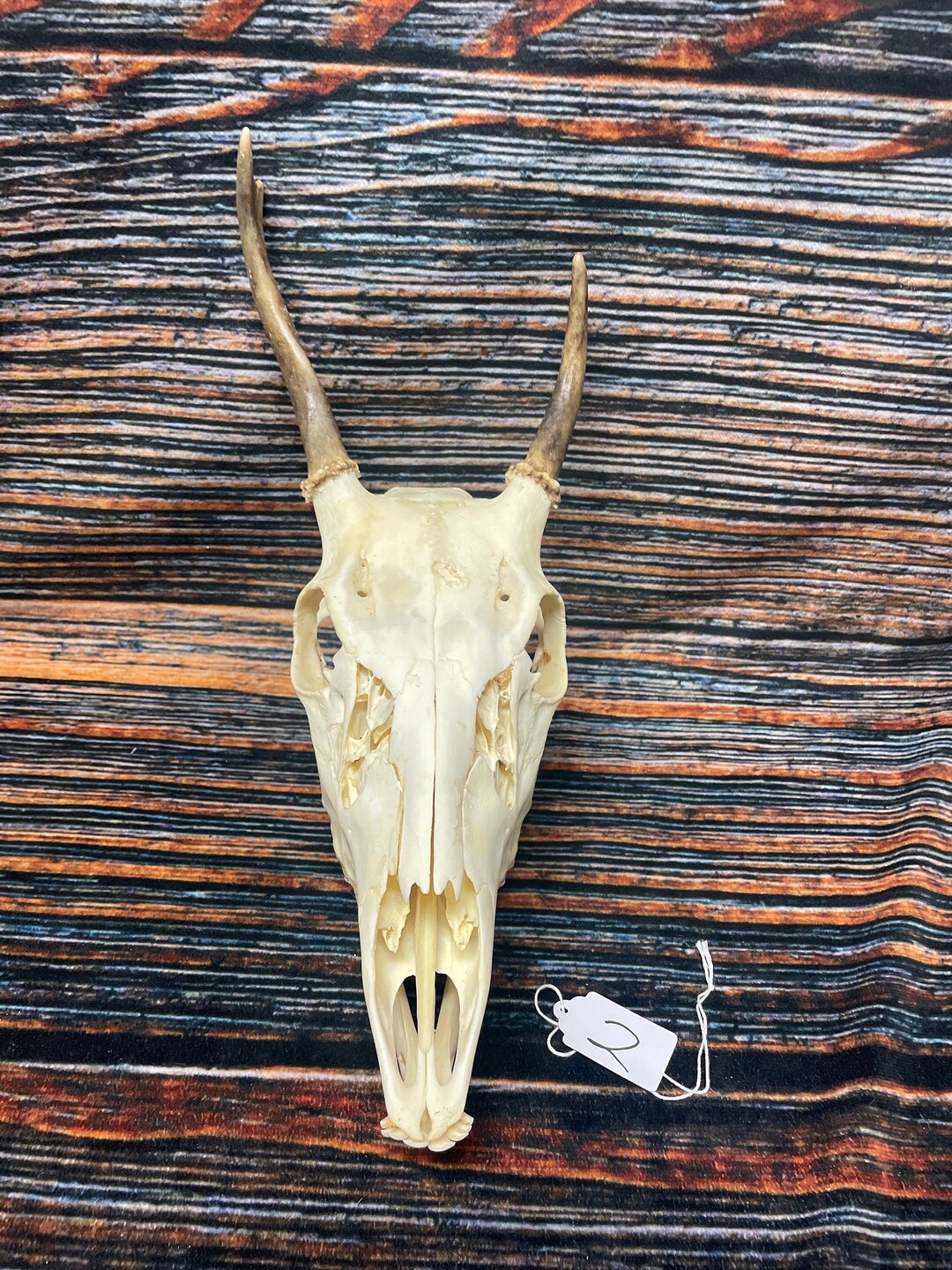 Wild Whitetail Deer Skull Buck Antler Mount Horn Head Unique Christmas ...
