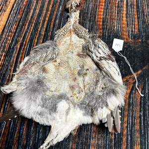 Real South Dakota Grouse Skin Feather Millinery Bustle Western Decor ...