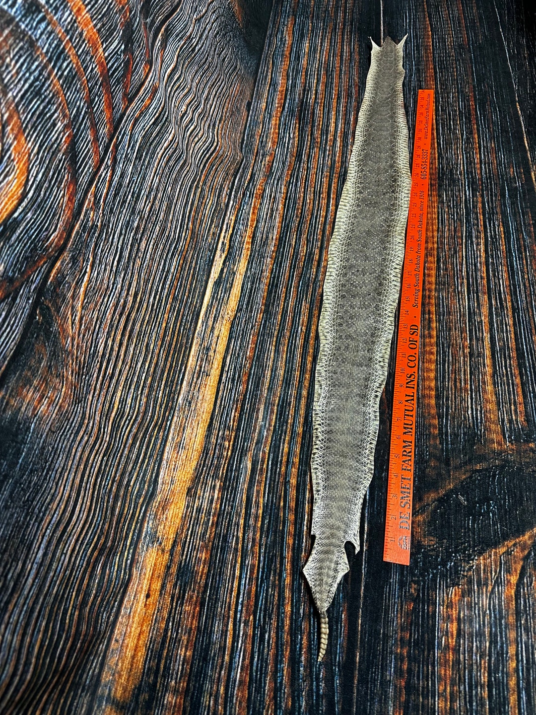 REAL Rattlesnake Skin Prairie Rattler Hide Dry Tanned Bow Wrap Blank ...