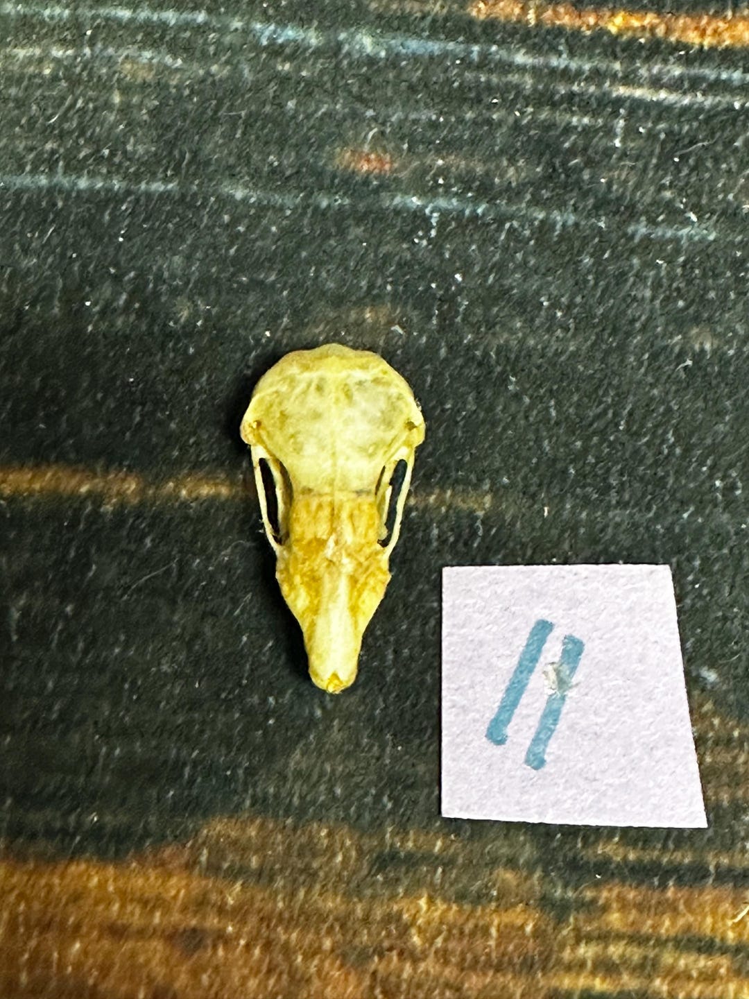 Odd Real XL Mole Skull Animal Bone Unique Christmas Gift Collection ...