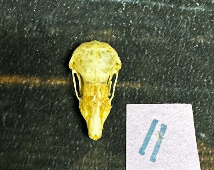 Odd Real XL Mole Skull Animal Bone Unique Christmas Gift Collection ...