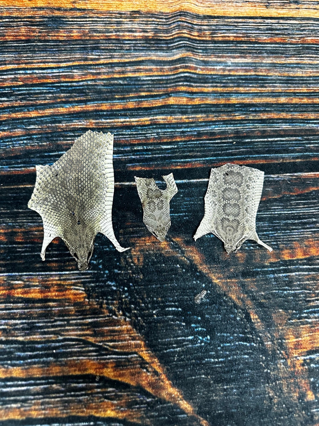 REAL Rattlesnake Skin Faces Prairie Rattler Hide Dry Tanned Art Craft ...