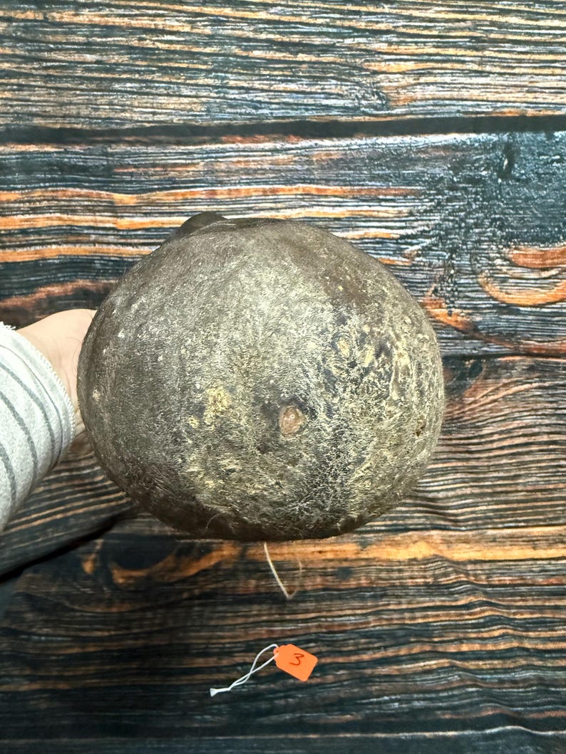 XXXL BULL Scrotum Oddities HUGE Ball Bag Unique Gift Odd Nut Sack Black ...
