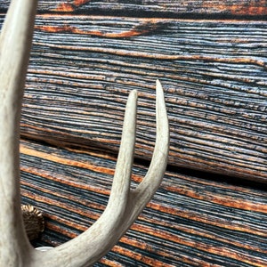 Wild Whitetail Deer Shed Antler Unique Christmas Gift Man Cave Medieval ...