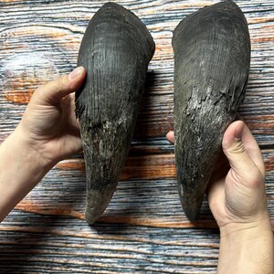 Real American Bison Buffalo Horns Western Yard Decor Art Craft Supplies ...