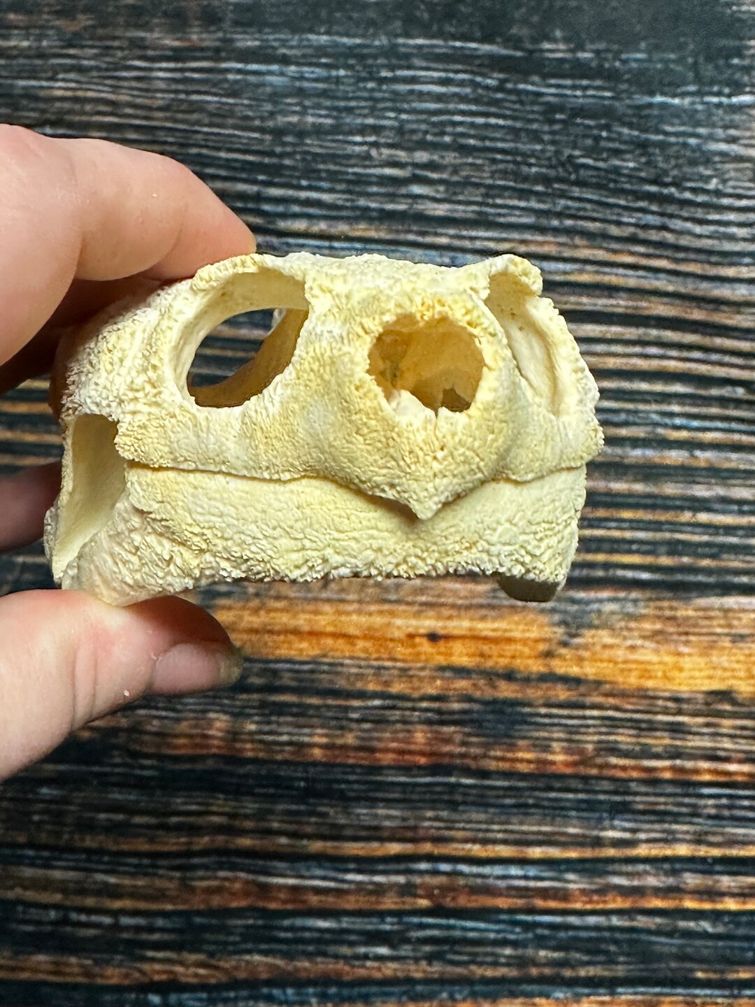 REAL Farm Raised Snapping Turtle Skull Head Reptile Taxidermy Mount Art ...