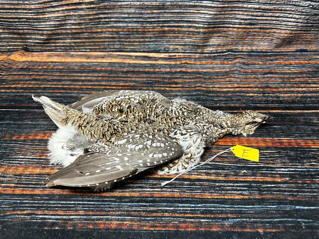 Real South Dakota Grouse Skin Feather Millinery Bustle Western Decor ...