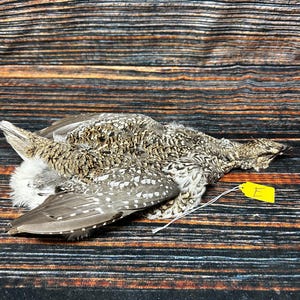 Real South Dakota Grouse Skin Feather Millinery Bustle Western Decor ...