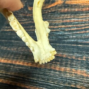1 Real Unique Deformed Raccoon Jaw Knife Handle Man Cave Craft Supply ...