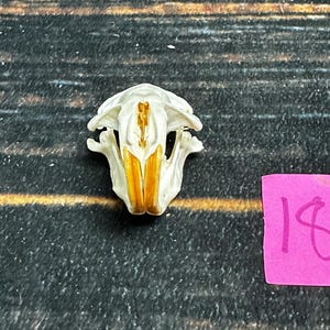 Real XL Pocket Gopher Skull Animal Mount Unique Birthday Gift Art ...