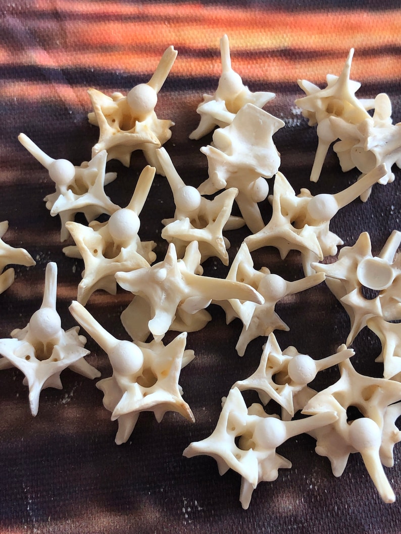 20 Real Jumbo Rattlesnake Vertebrae bone gothic voodoo | Etsy