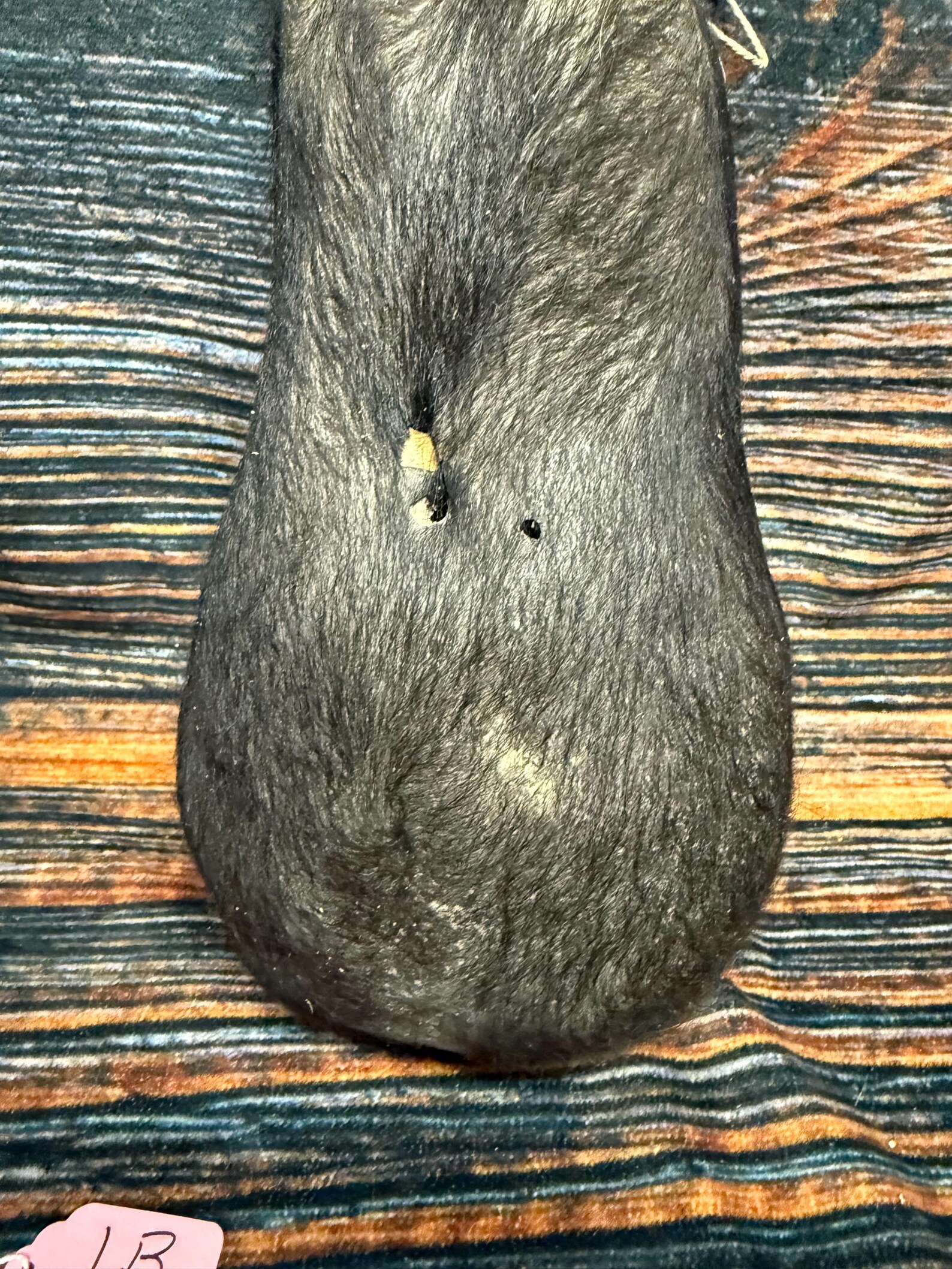 XXXL BULL Scrotum Oddities HUGE Ball Bag Unique Gift Odd Nut Sack Black ...