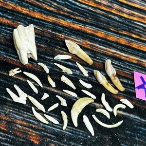 Mixed Lot of Loose Animal Teeth Small Bone Art Craft Supply Jewelry ...