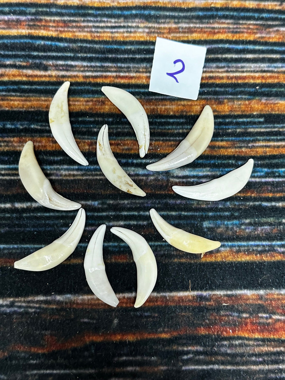 10 Real 2 Lot Coyote Canines Teeth Jewelry Bead Art Craft Renaissance ...