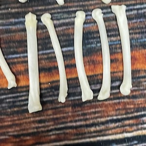 20 Real Bobcat Paw Bone Mountain Man Craft Skulls Jewelry Earring ...